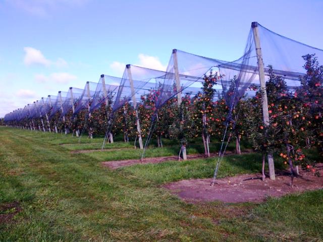 Blog Article Growing Apples On A Trellis